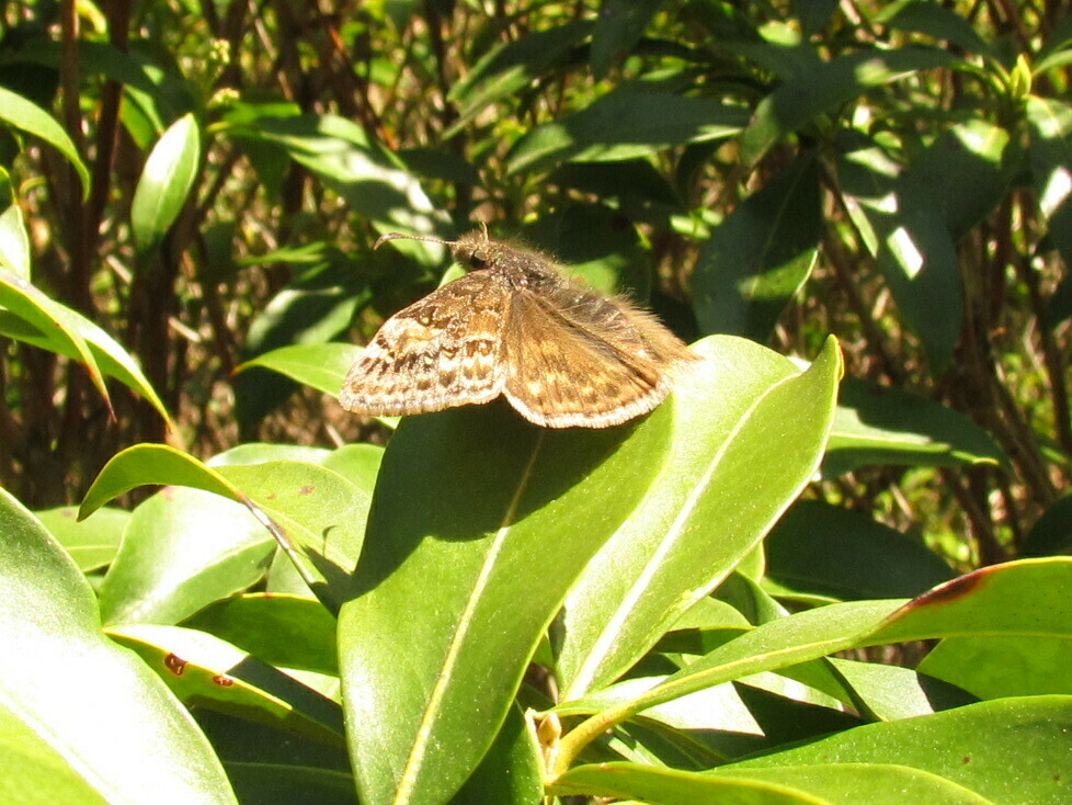 Juvenal's Duskywing from Monroe County, PA, USA on April 29, 2012 at 01 ...