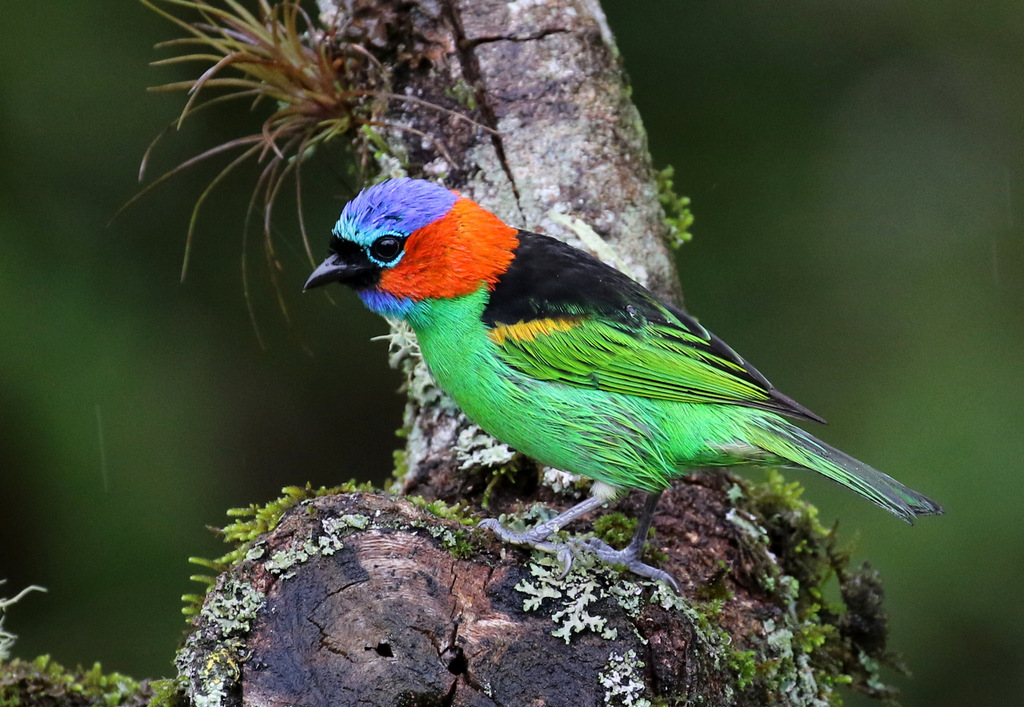 Red-necked Tanager (Tangara cyanocephala) - Avian Discovery