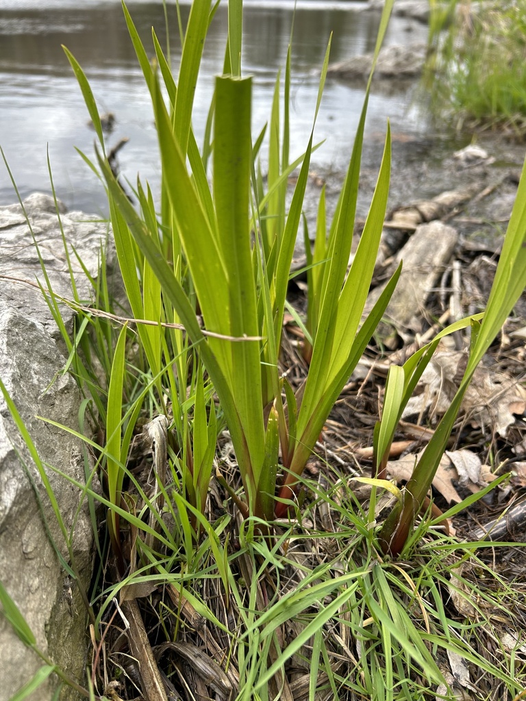 American Sweet-Flag from Jackson Park, Milwaukee, WI, US on May 2, 2023 ...