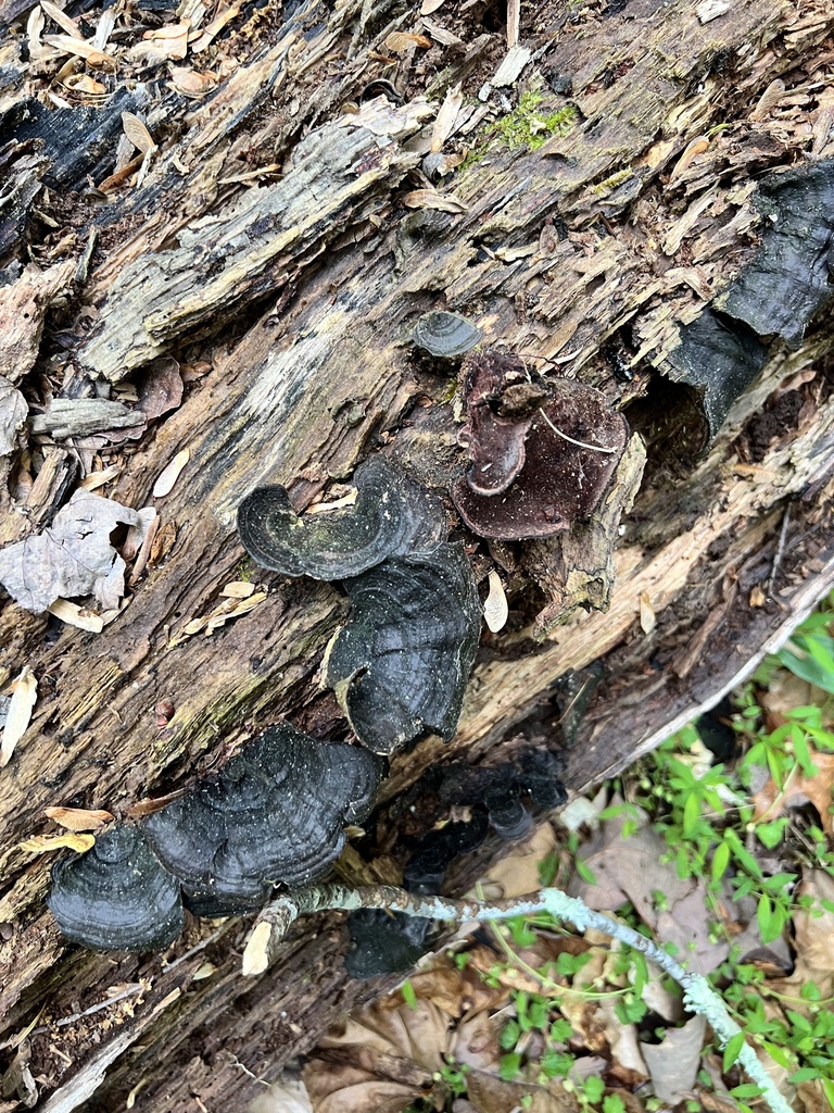 Nigroporus vinosus from Great Falls Park, McLean, VA, US on May 1, 2023 ...