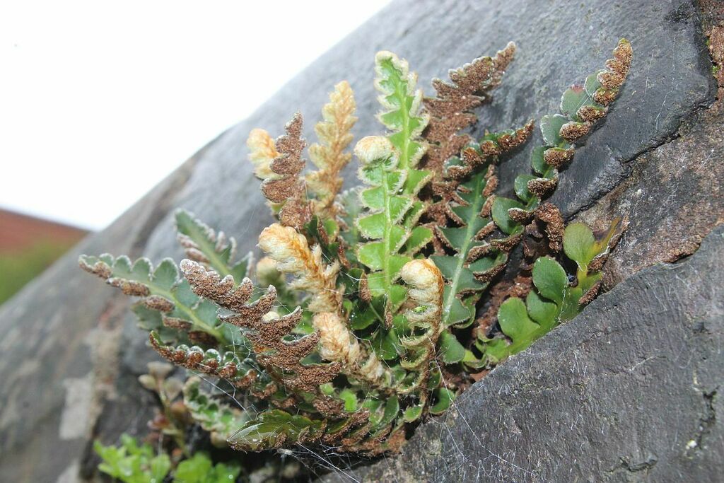 Rustyback from Brierley Hill, UK on May 1, 2023 at 09:58 AM by Andrew ...