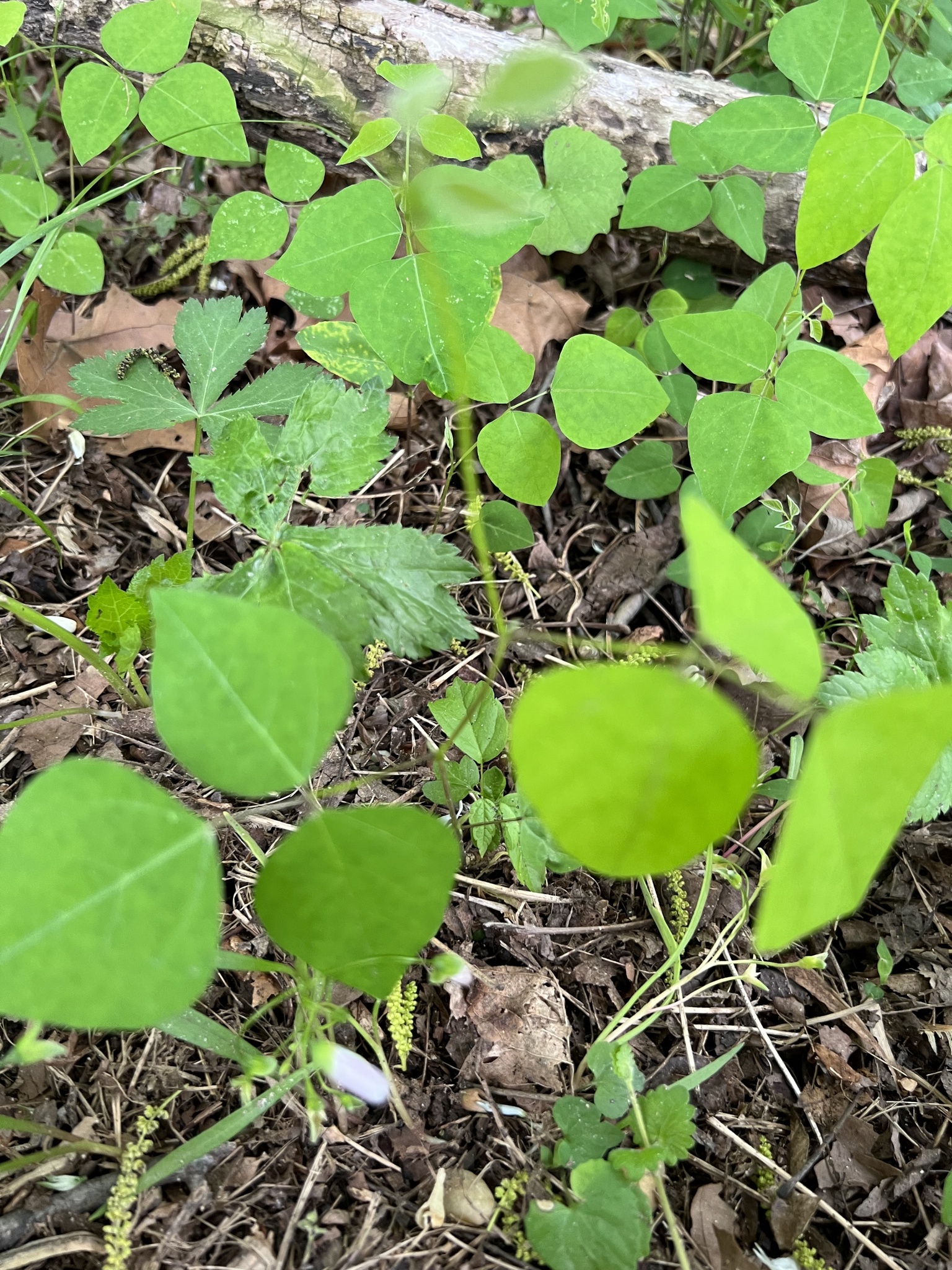 Amphicarpaea Elliott ex Nutt.