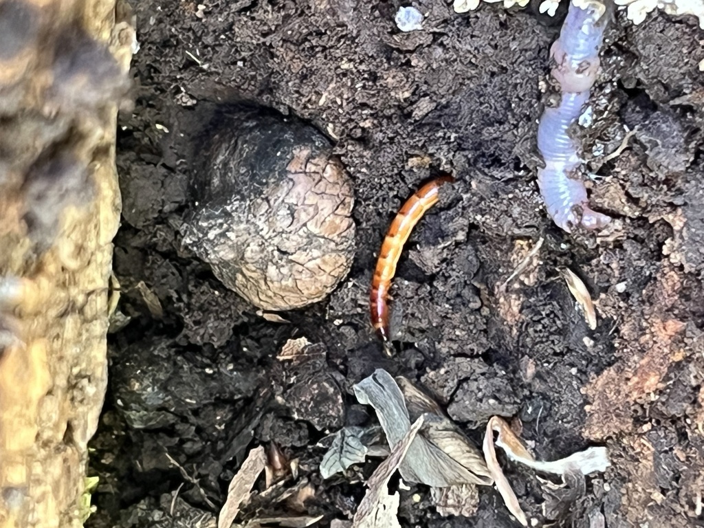 Insects from Weldon Spring Conservation Area, Saint Charles, MO, US on ...