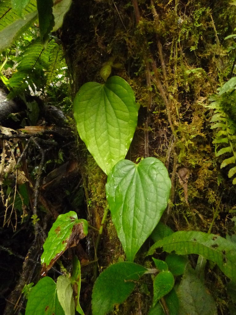 Manekia from Angelópolis, Antioquia, Colombia on November 17, 2013 at ...