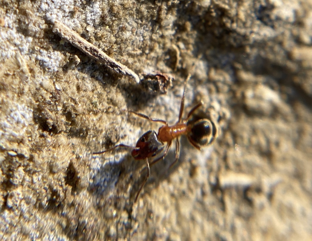 Western Velvety Tree Ant from San Jacinto Wildlife Area, Moreno Valley ...