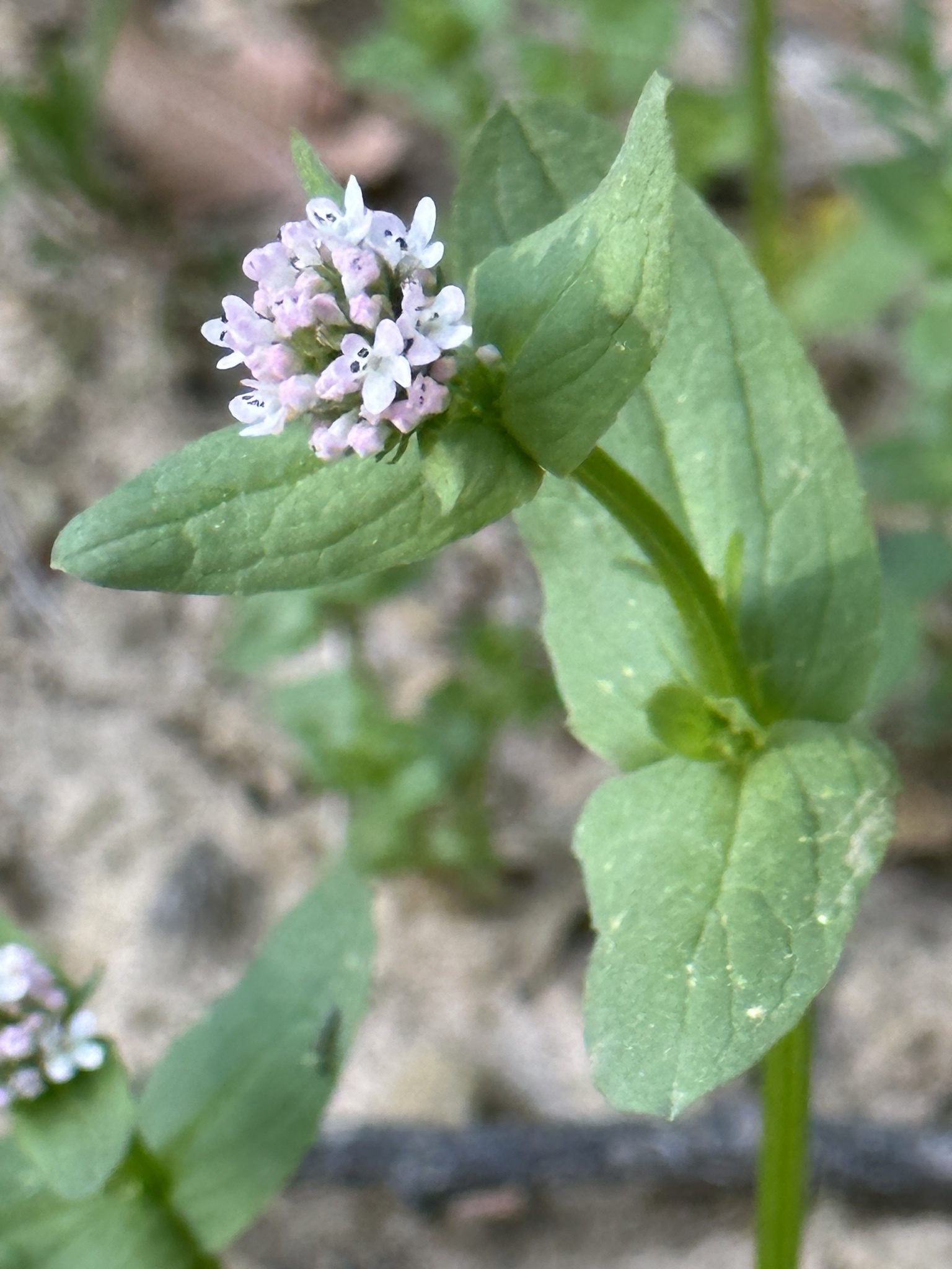 Valeriana congesta subsp. brachystemon (Fisch. & C.A.Mey.)
