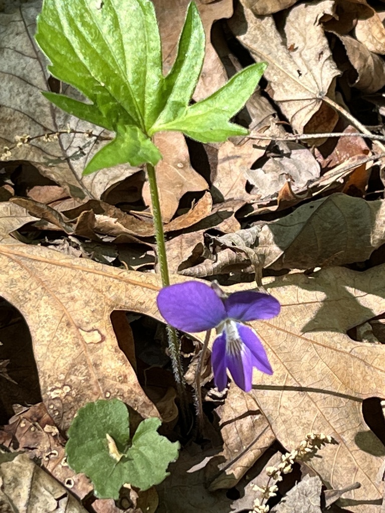 three-lobed violet from Weldon Spring Conservation Area, Defiance, MO ...