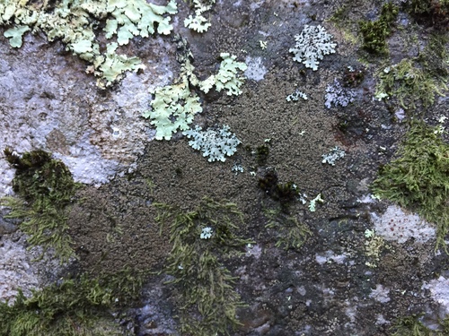 Genus Rimularia · iNaturalist