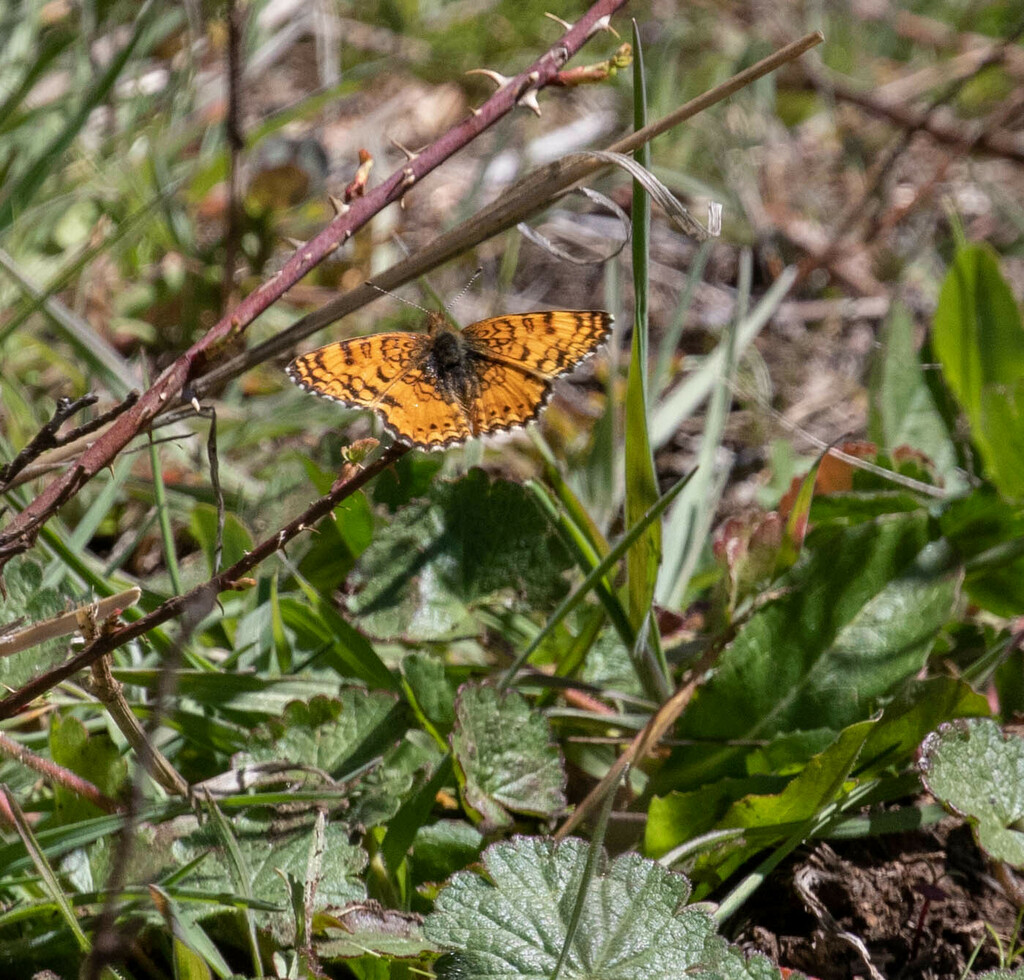 Mylitta Crescent from San Diego County, CA, USA on April 09, 2023 at 01 ...