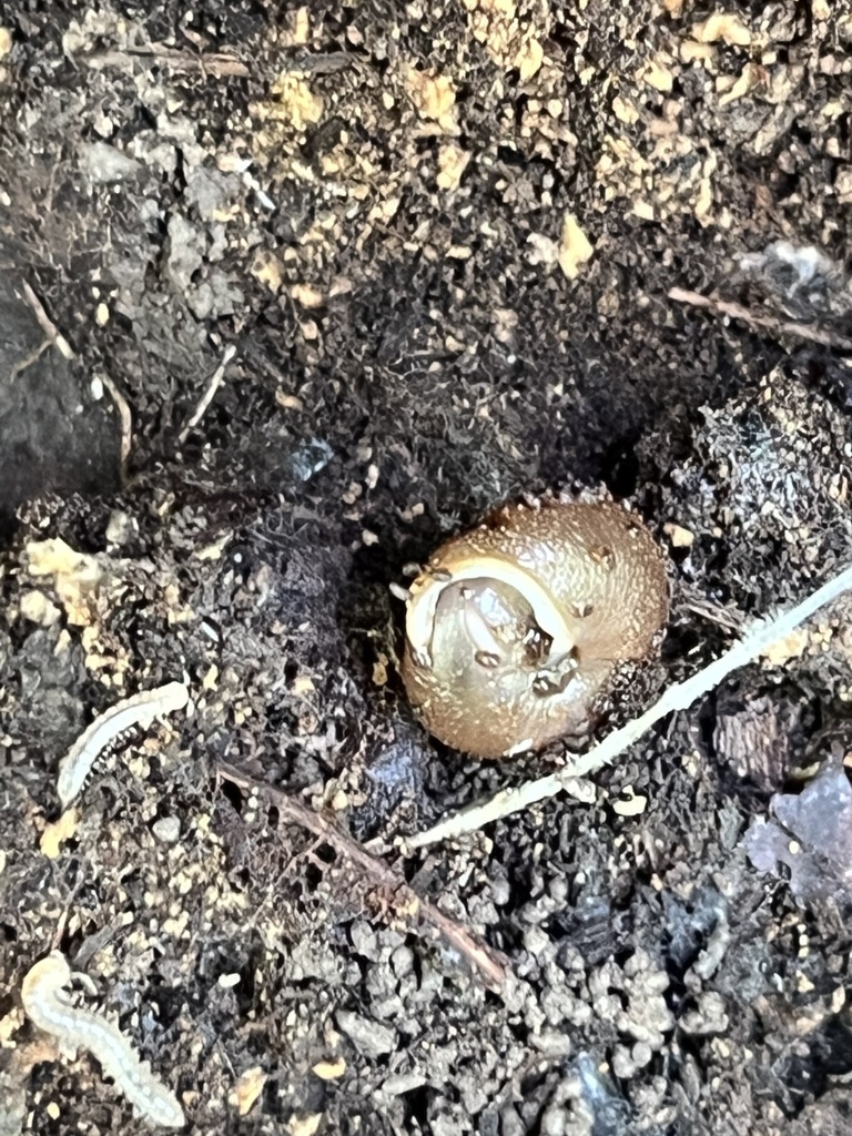 Globe Snails from Weldon Spring Conservation Area, Defiance, MO, US on ...