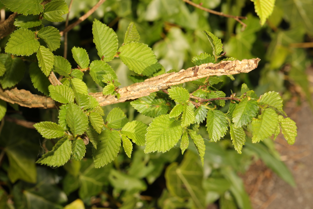 Field Elm from Hesketh Park, Park Crescent, Southport, Merseyside, UK ...