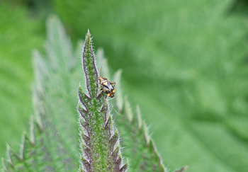 Three Spotted Nettle Bug from Hull, UK on April 29, 2023 at 01:48 PM by ...