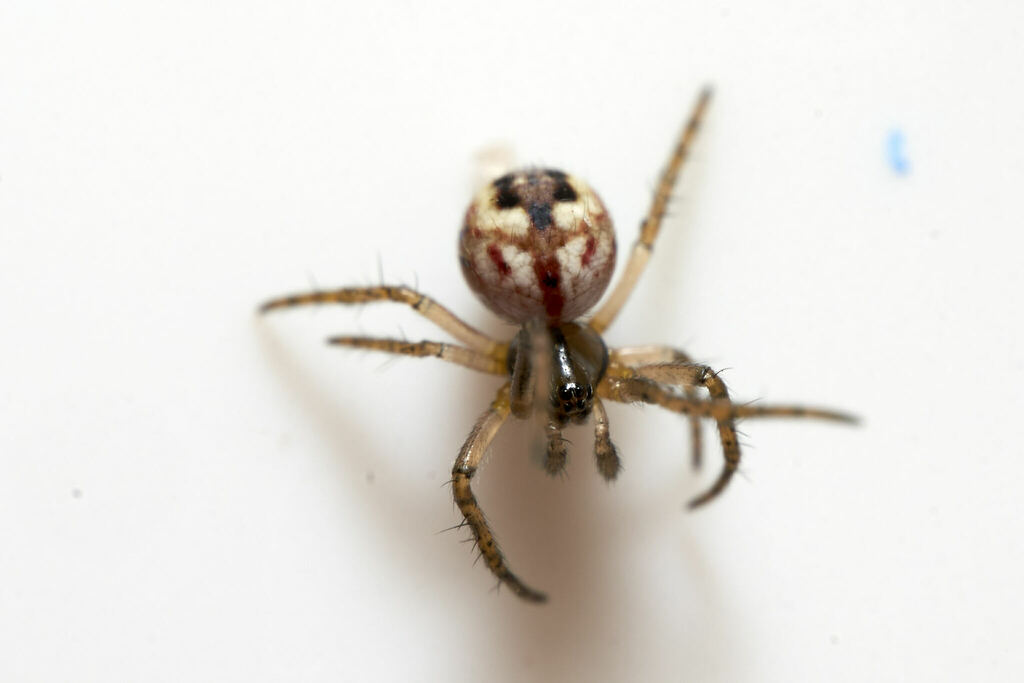 Cricket-bat Orbweaver from Millennium Point, Birmingham B4 7AP, UK on ...