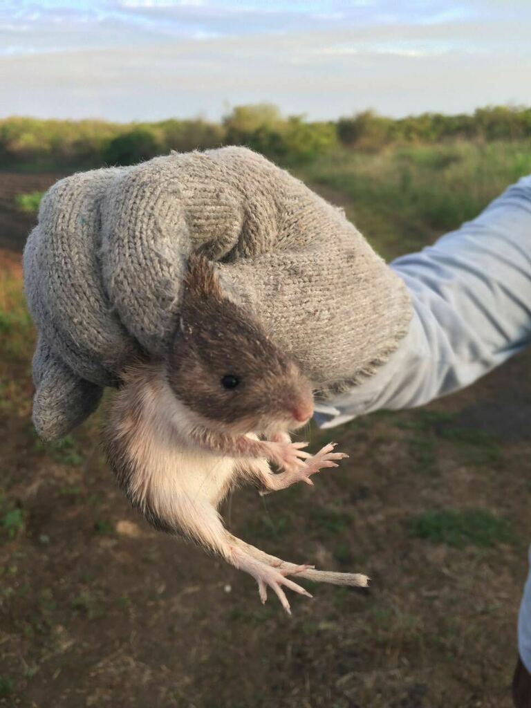 Mexican Spiny Pocket Mouse from Altamira, Tamps., México on July 26 ...