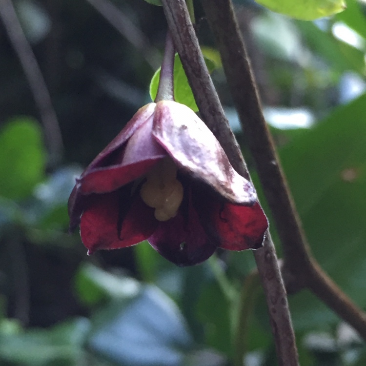zabala fruit from Universidad Católica de la Santísima Concepción ...
