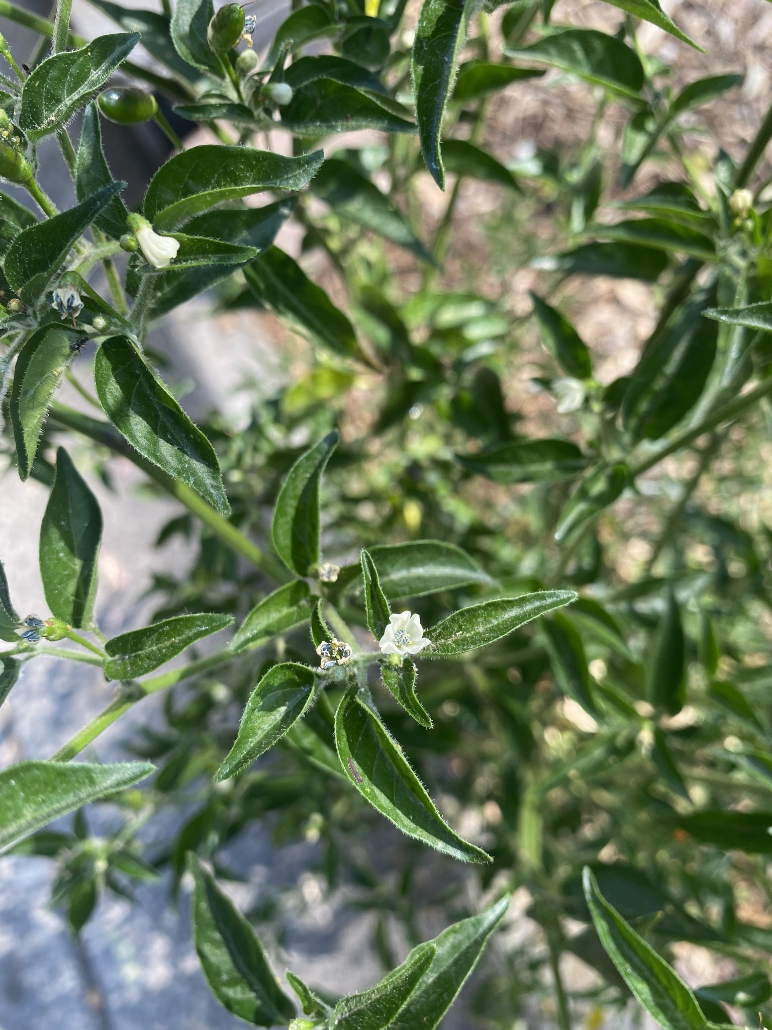 Capsicum annuum L.