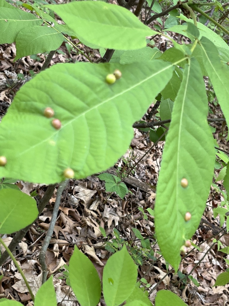 Arthropods from Weldon Spring Conservation Area, Defiance, MO, US on ...