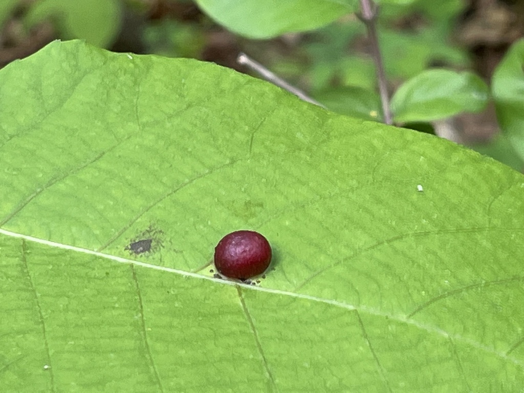 Phylloxeras from Weldon Spring Conservation Area, Defiance, MO, US on ...