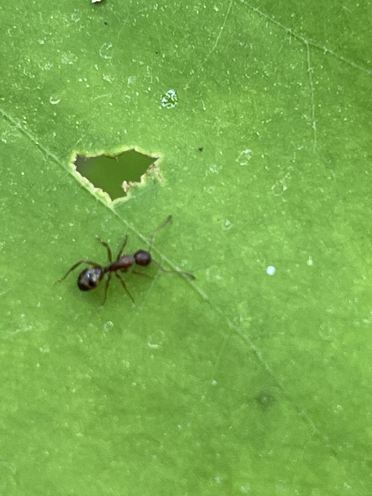 Carpenter Ants, Typical Sugar Ants and Allies from Weldon Spring ...