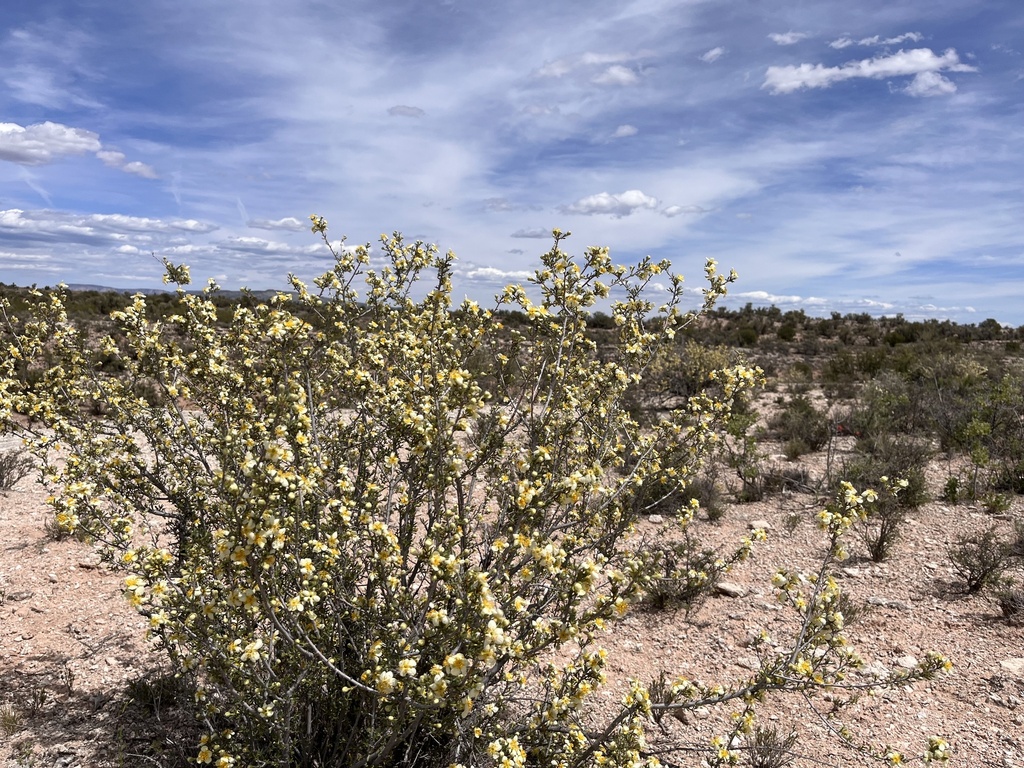 Arizona Cliffrose in April 2023 by E. Moore · iNaturalist