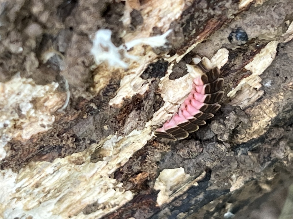 typical fireflies from Weldon Spring Conservation Area, Defiance, MO ...