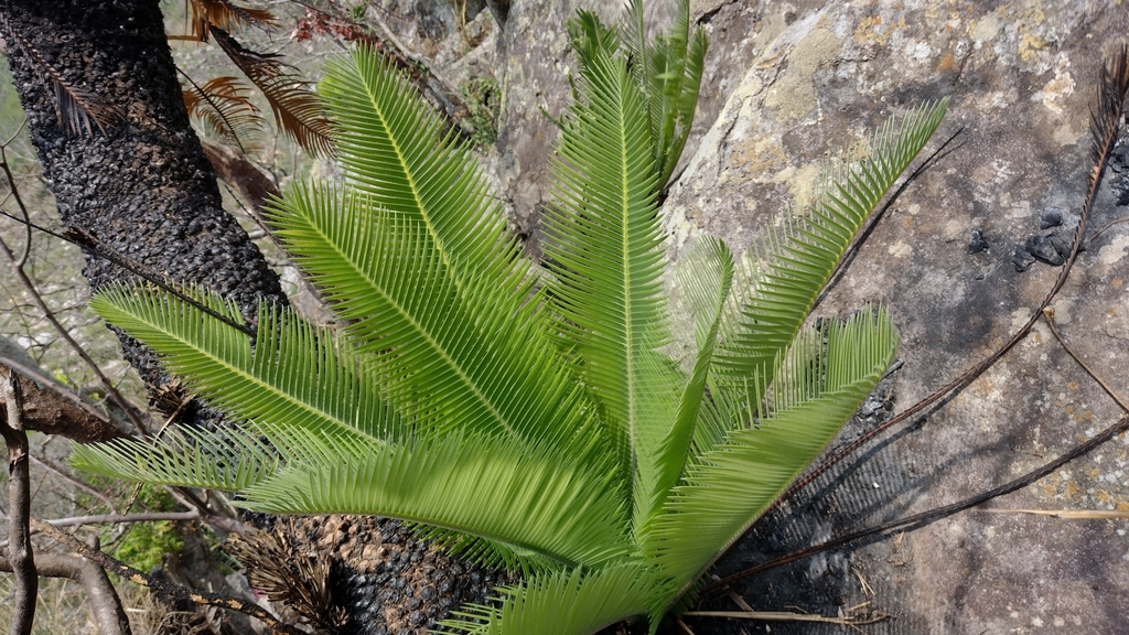 Chestnut Dioon in April 2023 by Brandon Rivera Corona · iNaturalist