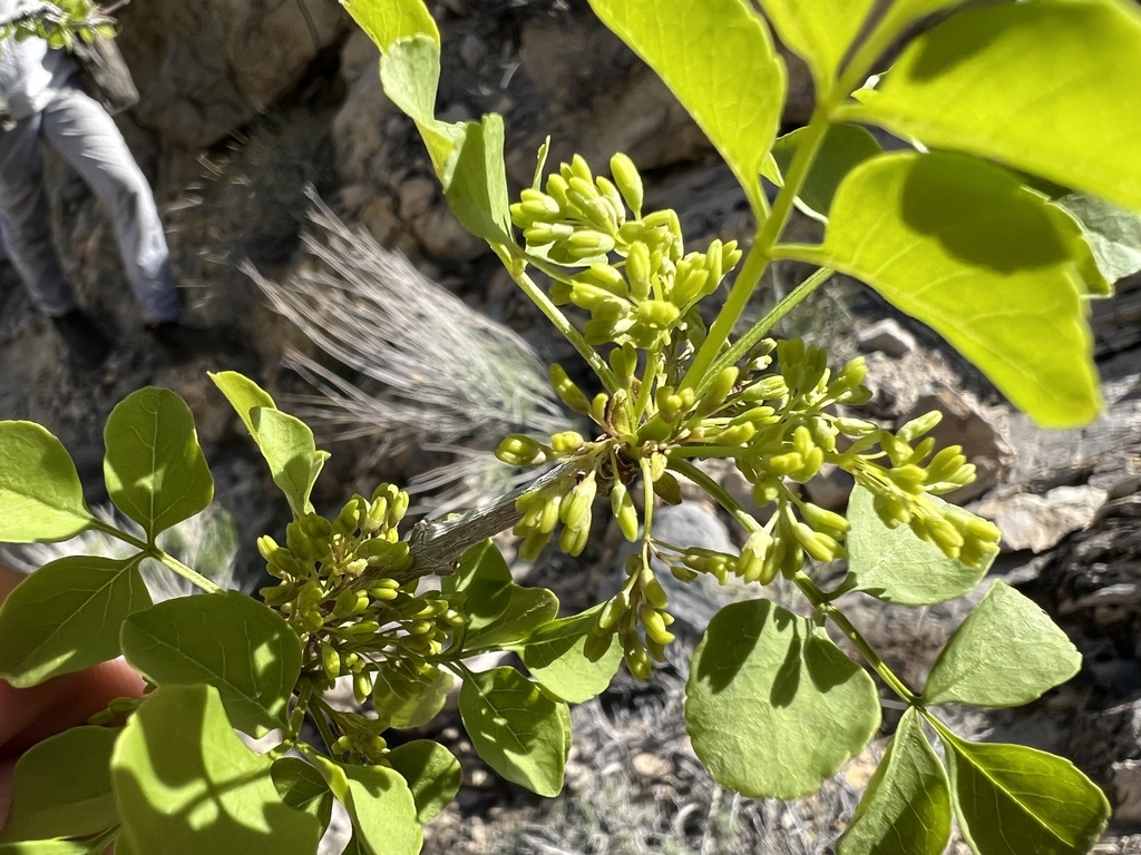 single-leaf ash from Death Valley National Park, Independence, CA, US ...