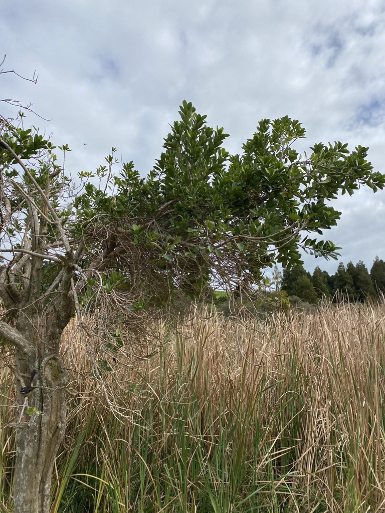 Tawapou from North Island, Wellsford, Auckland, NZ on April 27, 2023 at ...