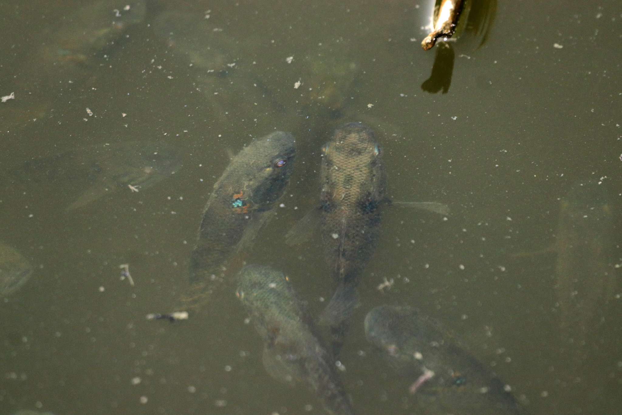 Dormitator latifrons (Richardson, 1844)