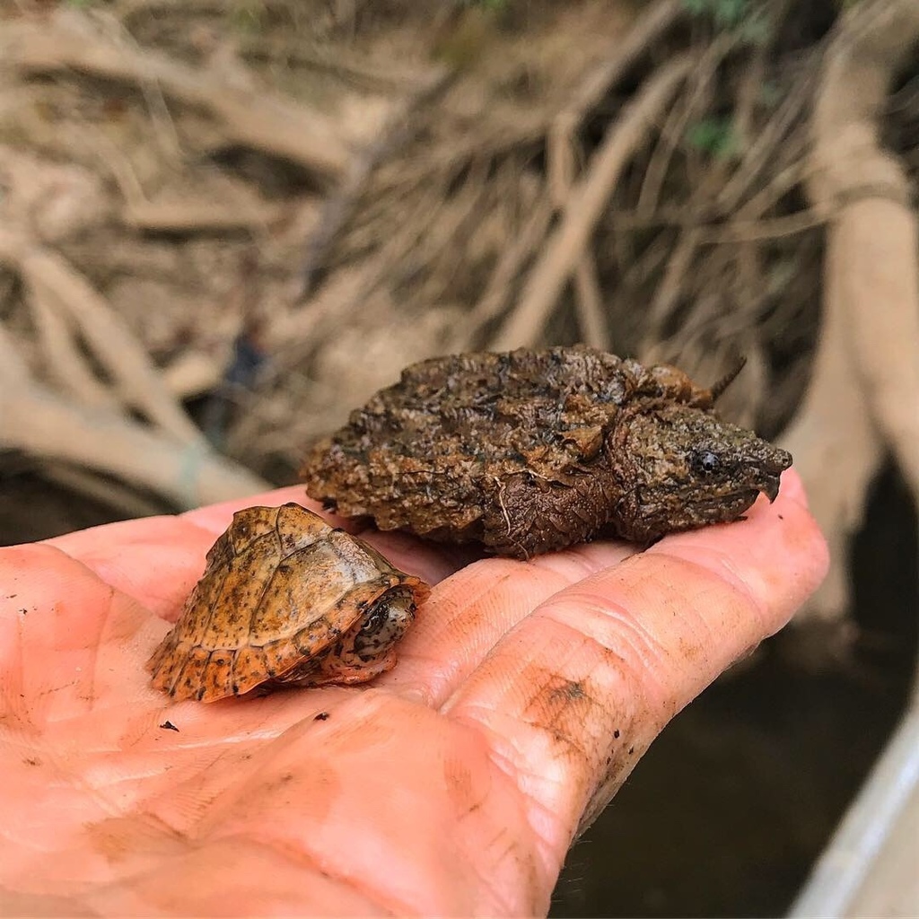 Alligator Snapping Turtle in October 2018 by Grover J. Brown. Both ...