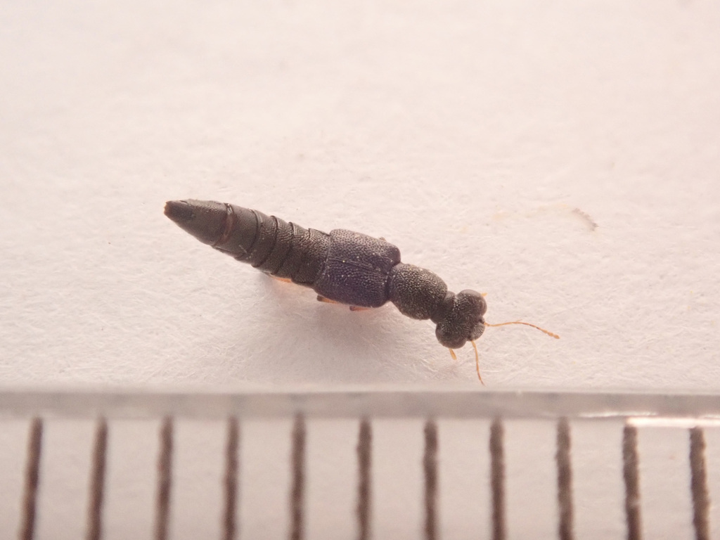 Stenus similis from Химки, Московская обл., Россия on May 2, 2023 at 06 ...