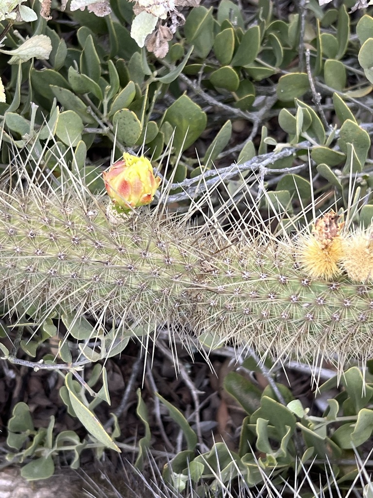 Golden-spined Cereus from Ensenada, Baja California, Mexico on April 29 ...