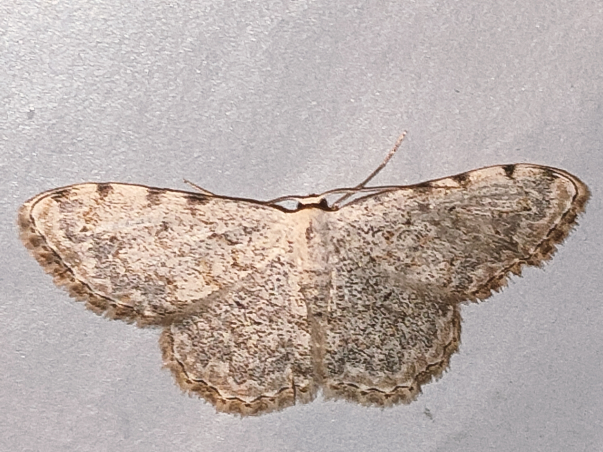 Scopula submutata (Treitschke, 1828)