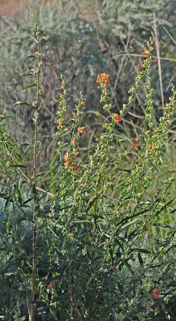 Copper globemallow (Plants of the Middle Rio Grande Bosque) · iNaturalist