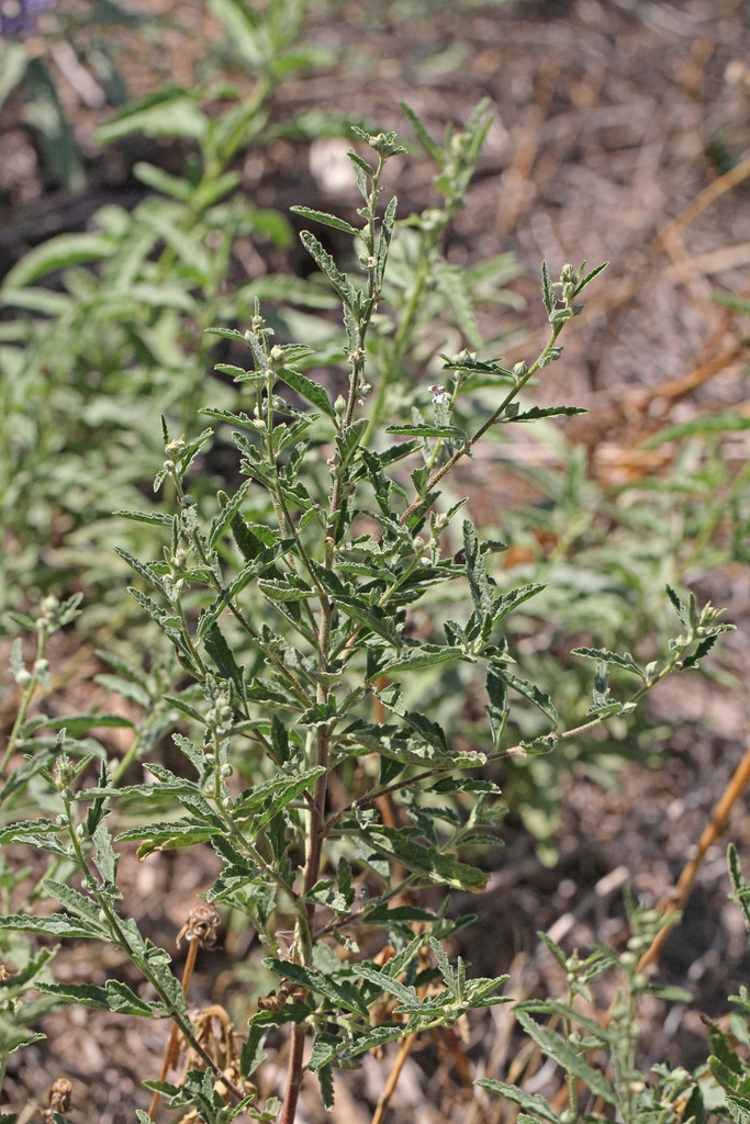 Copper globemallow (Plants of the Middle Rio Grande Bosque) · iNaturalist