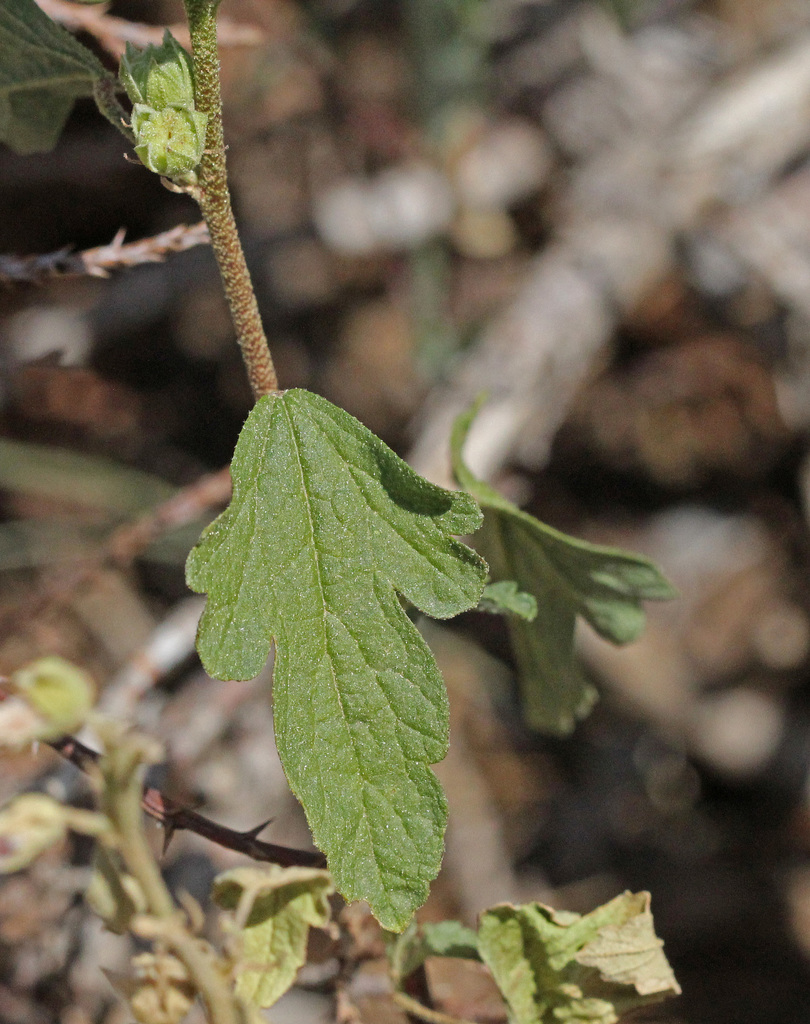 Copper globemallow (Plants of the Middle Rio Grande Bosque) · iNaturalist