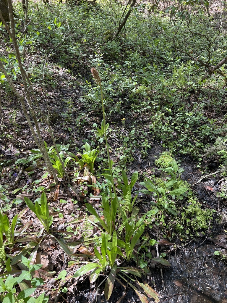swamp pink in May 2023 by Margaret Woodbridge · iNaturalist