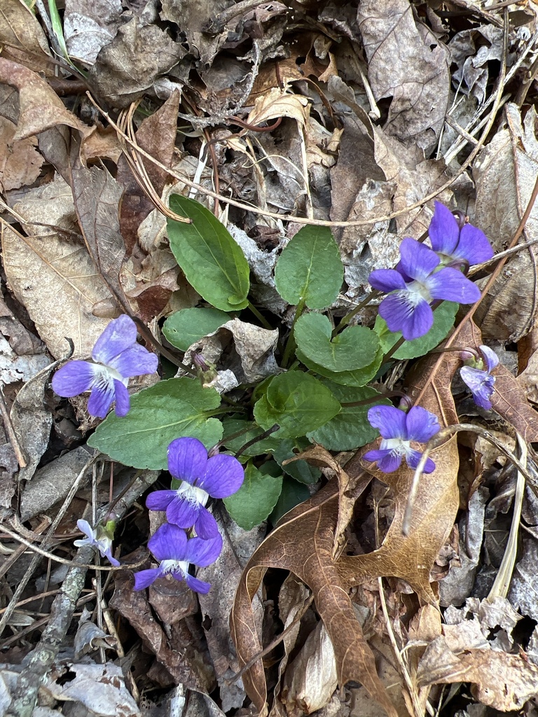 Le Conte's Violet from Pisgah National Forest, Pisgah Forest, NC, US on ...