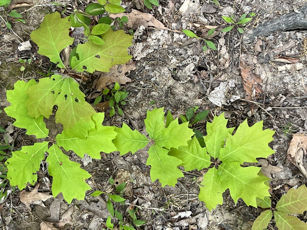 oaks from Weldon Spring Conservation Area, Defiance, MO, US on April 28 ...