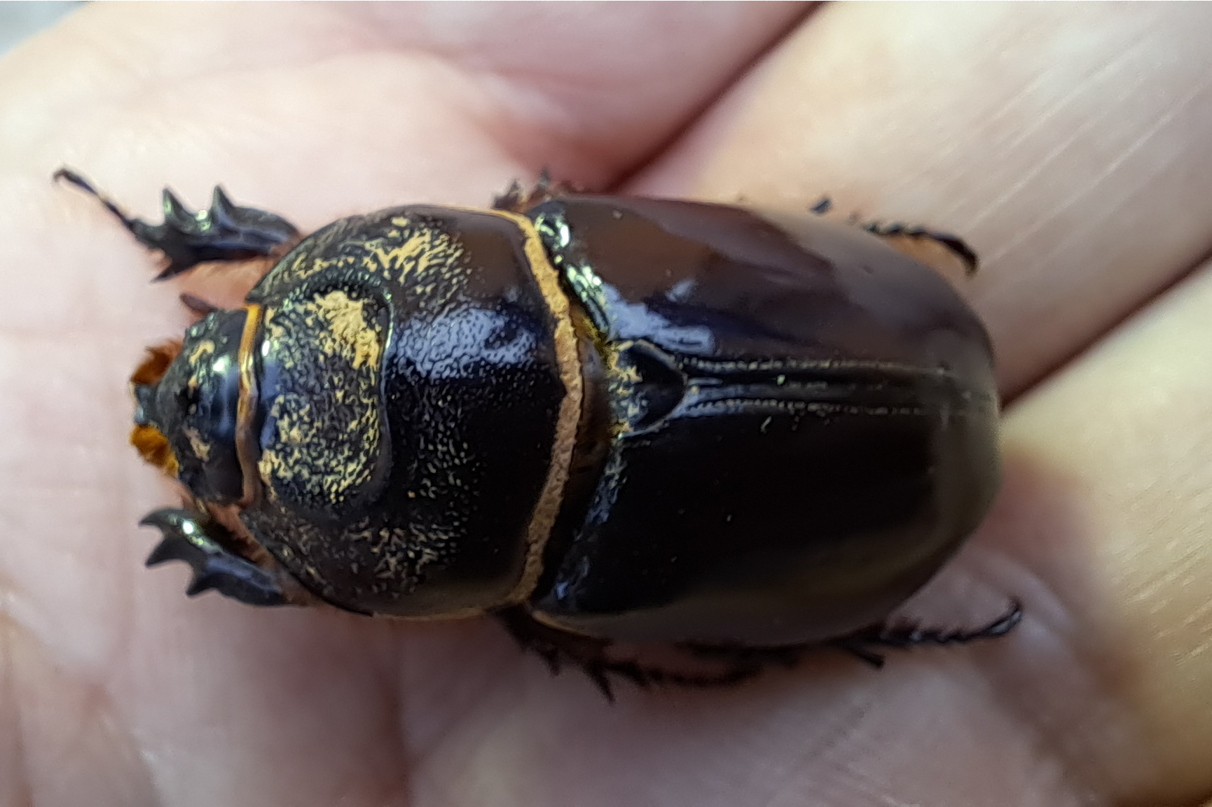 Oryctes nasicornis (Linnaeus, 1758)