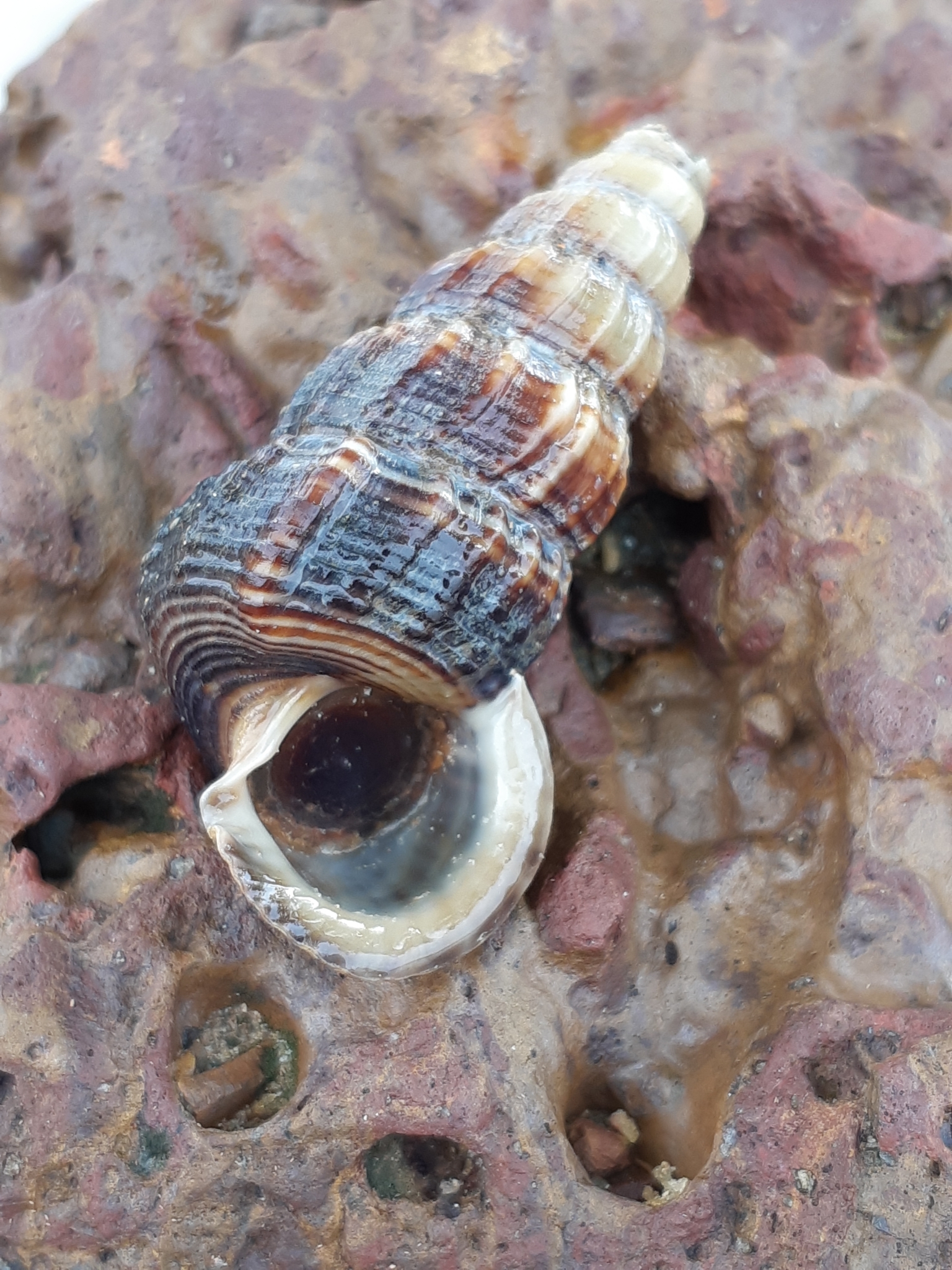 Cerithidea obtusa (Lamarck, 1822)