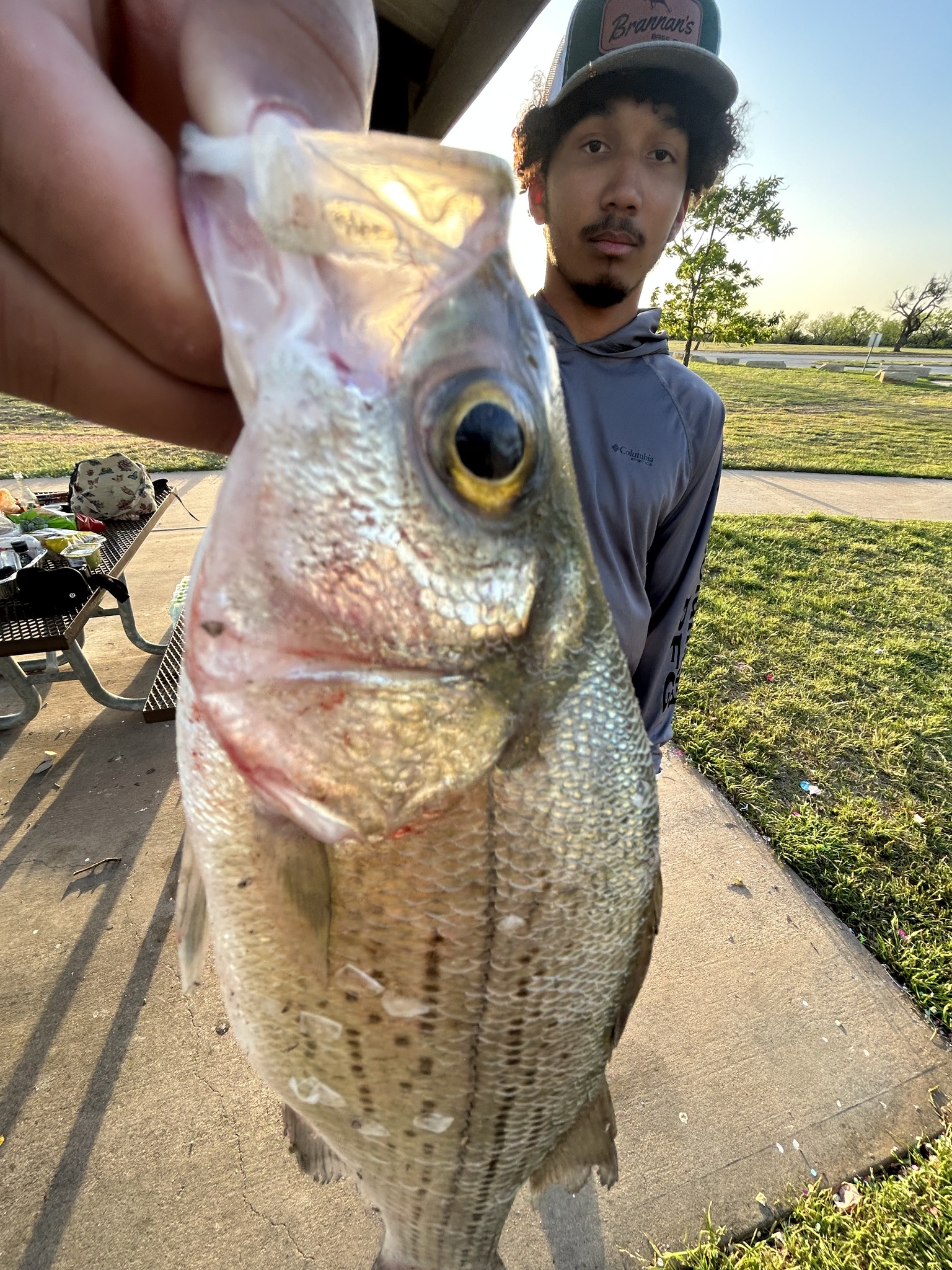 Morone chrysops (Rafinesque, 1820)