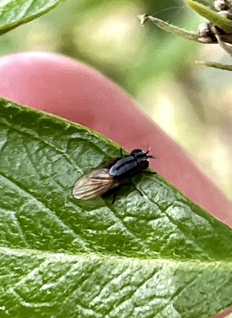 Flies from Blanco County, US-TX, US on May 02, 2023 at 04:23 PM by ...