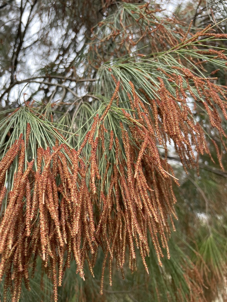 Black sheoak from Balla Balla Ward, Cranbourne, VIC, AU on May 02, 2023 ...