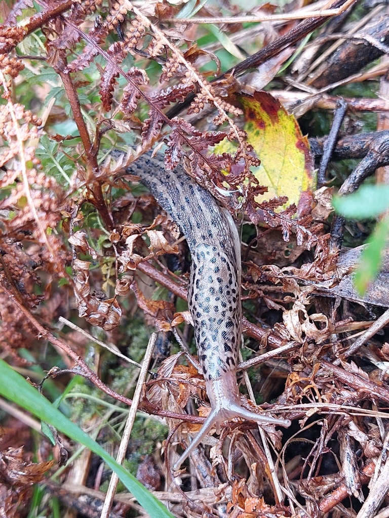 Leopard Slug from Mount Martha VIC 3934, Australia on May 02, 2023 at ...