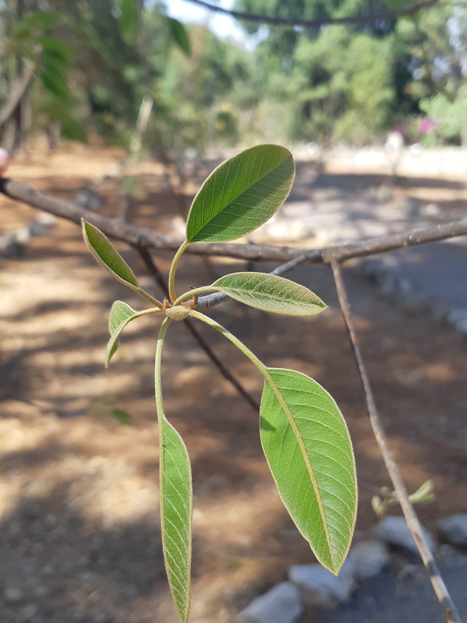 Sideroxylon capiri (A.DC.) Pittier