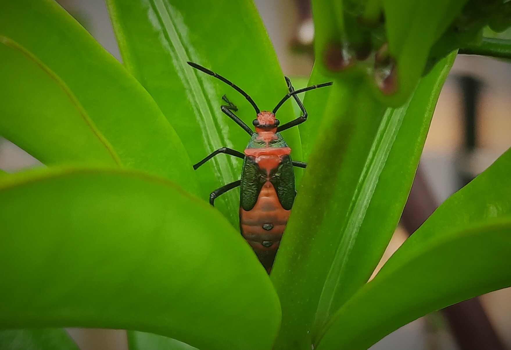 Sphictyrtus Stål, 1860