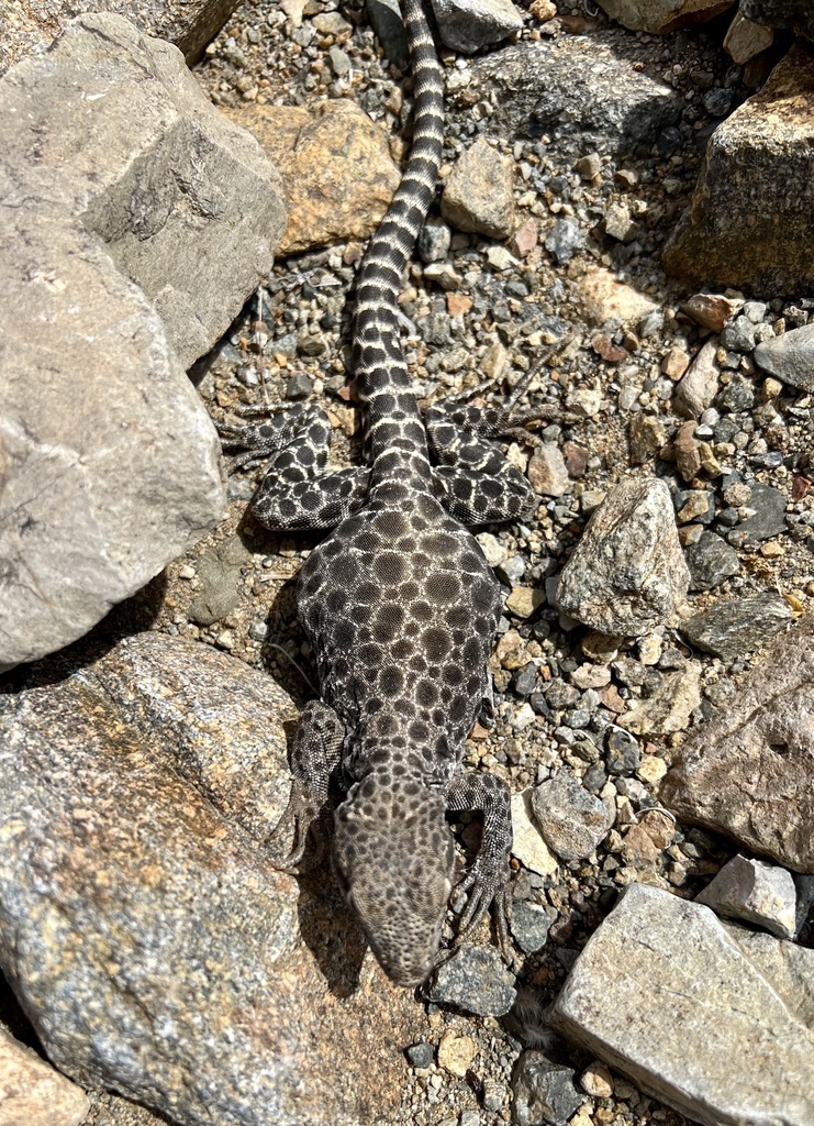 Long-nosed Leopard Lizard from Lucerne Valley, CA, US on May 2, 2023 at ...