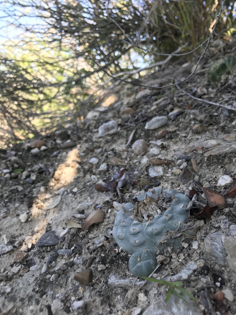 Peyote in November 2019 by rob_nixon · iNaturalist