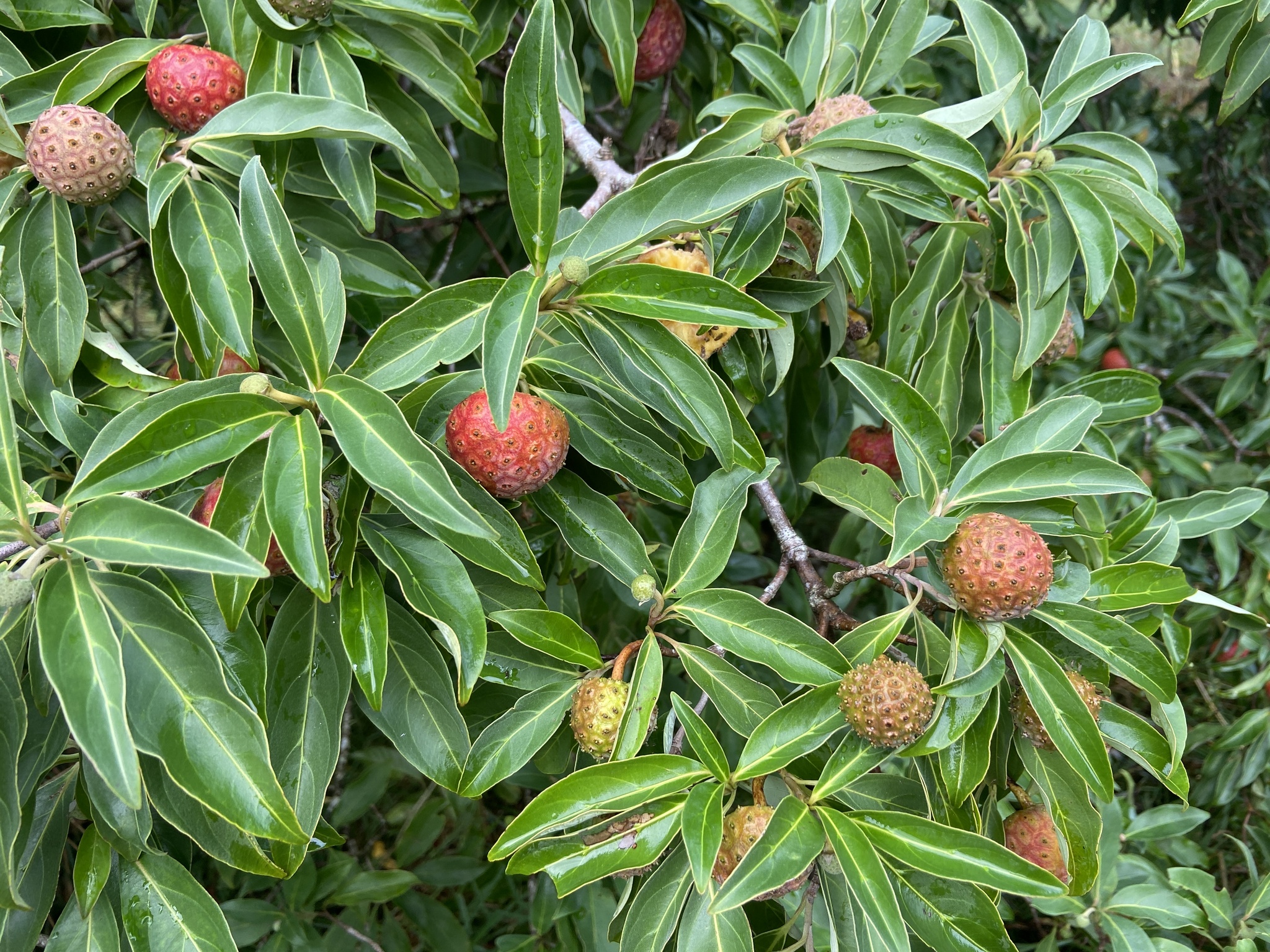 Cornus capitata Wall.